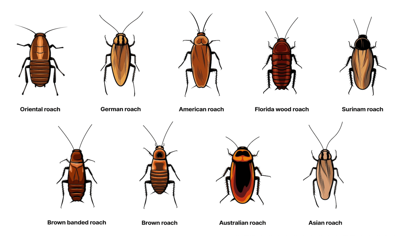 American Cockroach Control: Methods to Get Rid of Roaches
